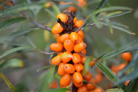 Tyrni Tytti Emi Astiataimi 3l Ruukussa Prisma Fi Verkkokauppa