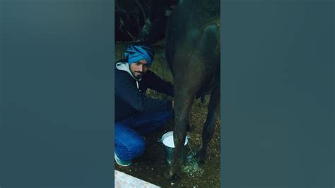 Milking Video Bufflow Youtube