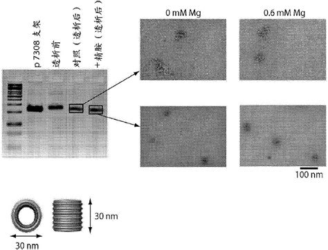 Nucleic Acid Nanostructures For In Vivo Agent Delivery Eureka Patsnap