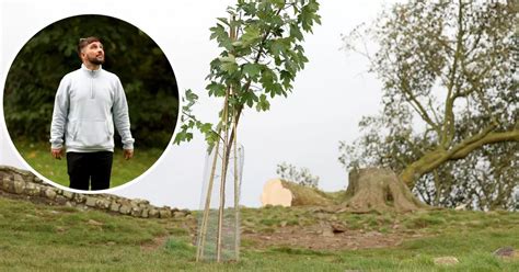 Man Devastated As Sapling He Planted Metres From Sycamore Gap Tree In Northumberland Is