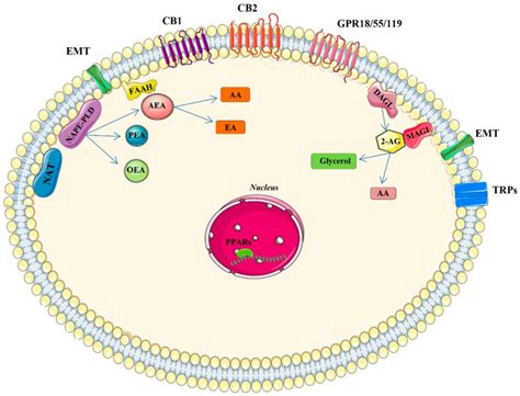 Mostcited Notablepaper Molecularbiology Cannabinoids Cancer… International Journal Of