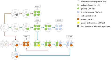 The Evolution Of Crc According To Our “conversion‐deterioration‐double
