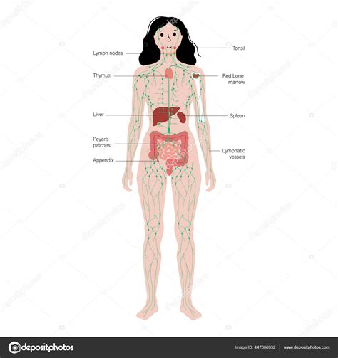 Appendix Female Anatomy