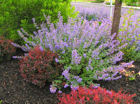 Catmint Flowers Pictures How To Grow And Care For Catmints Seche