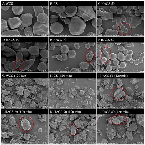 Corn Starch Structure