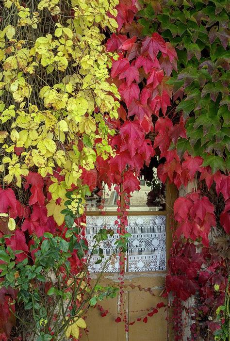 Parthenocissus Tricuspidata And Parthenocissus Quinquefolia Photograph