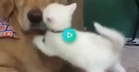 Longanimity Album On Imgur