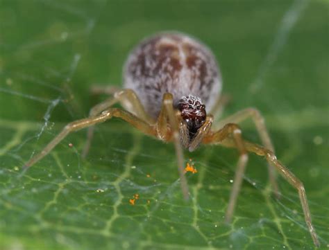 Emblyna Sublata Nopalityna Sublata Bugguidenet