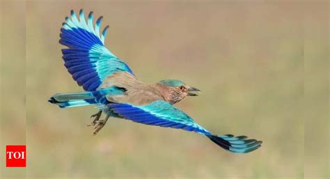 Vanishing Vibrance The Decline Of Telanganas State Bird Hyderabad