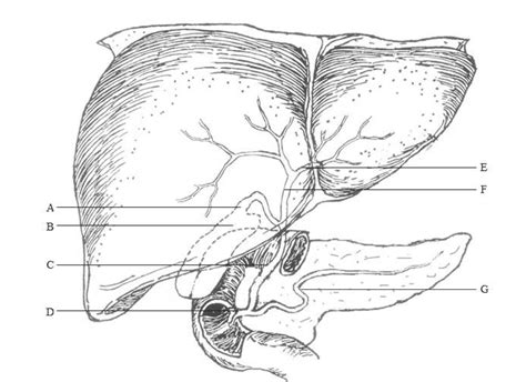 Diagram Of Liver Portal System And Biliary Tree Pt2 Quizlet