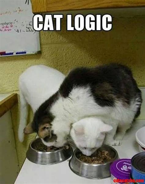 Cat Logic Cute Cats Hq Pictures Of Cute Cats And Kittens Free