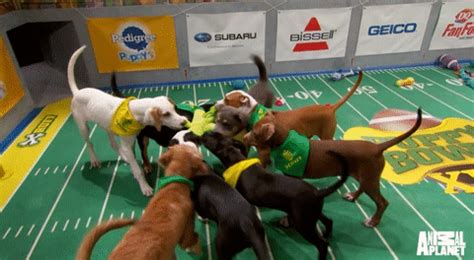  By Puppy Bowl Artofit