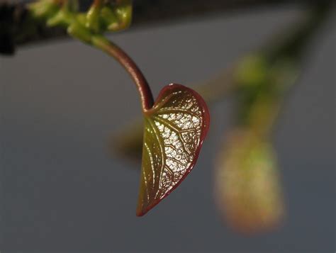 Tiny Bud By Corazondedios On Deviantart