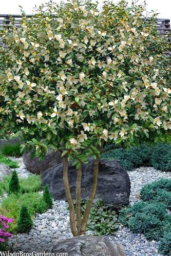 Buy The Best Banana Shrubs And Bushes For Sale Online From Wilson Bros