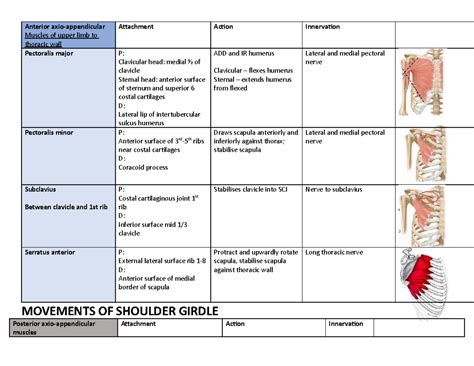 Clavicle Bone Muscle Attachments