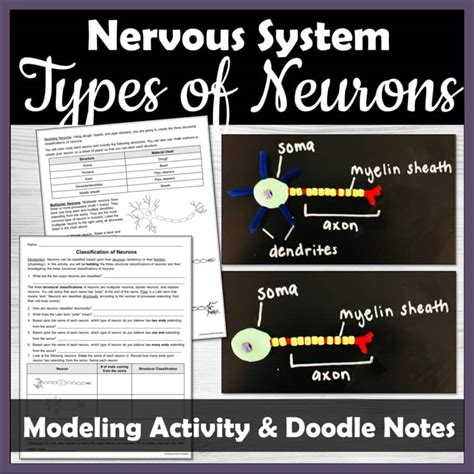 Neuron Model Activity And Doodle Notes Classifications Of Neurons