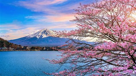후지산 벚꽃 명소 8곳 Trip To Japan Trip To Japan