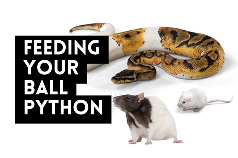 Ball Python Feeding Guide And Rat Size Chart Ghost Constrictors