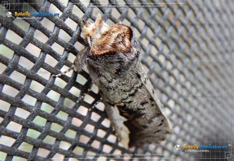 Orange Humped Mapleworm Moth