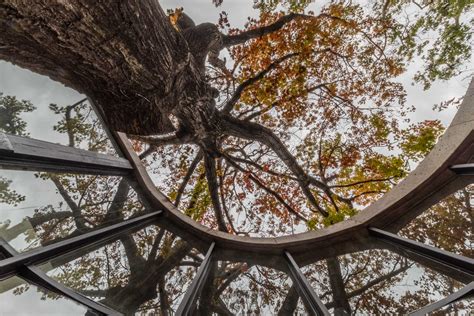 This House Was Built Around A 100 Year Old Oak Tree Design Skill Magazine