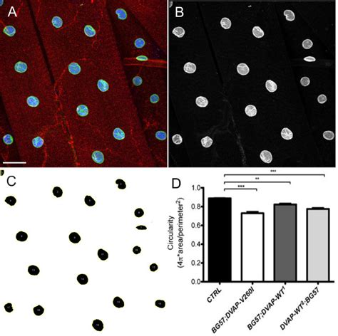 Images Showing Representative Steps In The Estimation Of Nuclear Shape