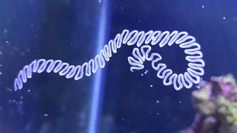 Snail Eggs In My Aquarium Imgur