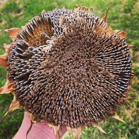 Mongolian Giant Sunflower — Farmacie Isolde