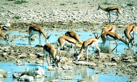 Thomsons Gazelle Facts Diet And Habitat Information