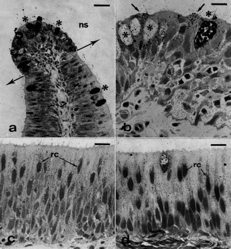 Light Microphotographs Showing Cyp1a1 Expression In The Olfactory Organ