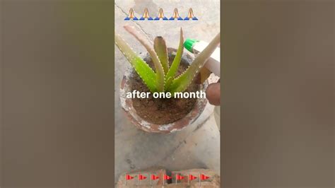 Alovera Plant Plant Trending Sorts Gardnig Alovera Plantation