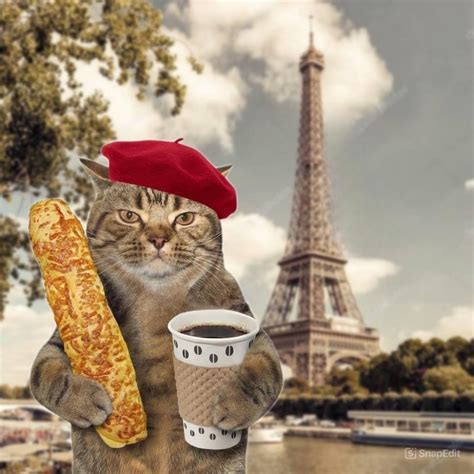 Create Meme The French Cat Bonjour Im Lyosha The Cat French Cat