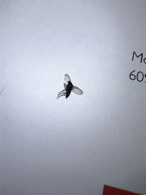 What Type Of Tiny Fly Is This Rwhatsthisbug