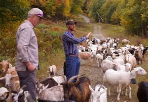 Livestock Landscaping Vermont Ski Areas Employ Goats And Sheep To
