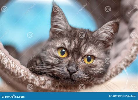 Half Persian Orange Cat Sitting On A Couch Looking Down At A Little