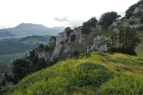 Eupithecia Absinthiata Lepiwiki