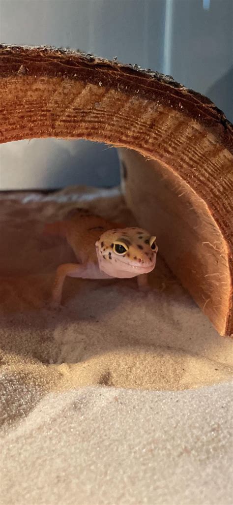 Meet Marcus My Cousins Leopard Gecko Rgeckos