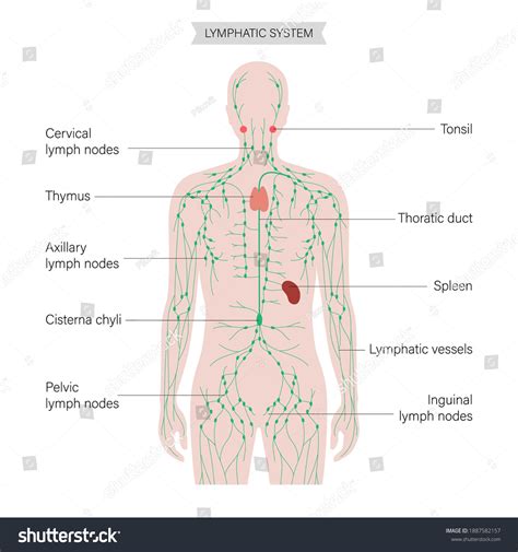 Lymph Node Anatomy Model