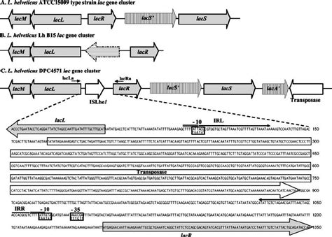 Schematic Representation Of The Various Lac Gene Clusters Of L