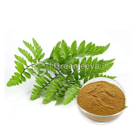 Bulk Polypodium Leucotomos Herb Extract Powder Polypodium Leucotomos
