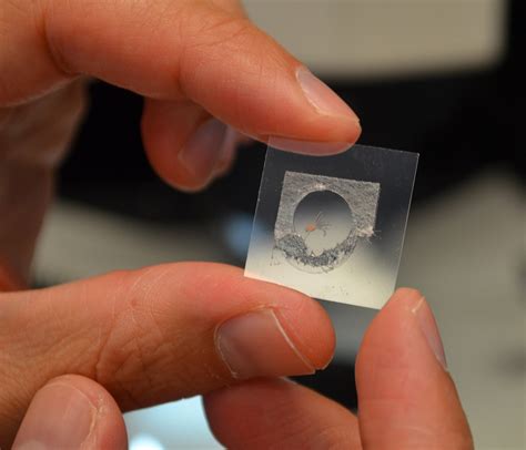 Do Hydra Sleep Grass Fellow Searches For Behavioral Cycles In