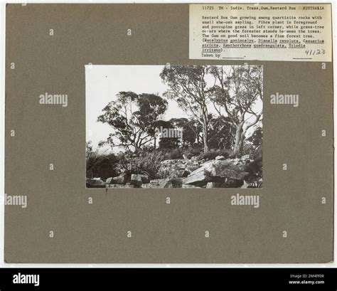 Tree Identification Eucalyptus Photographs Relating To National Forests Resource Management