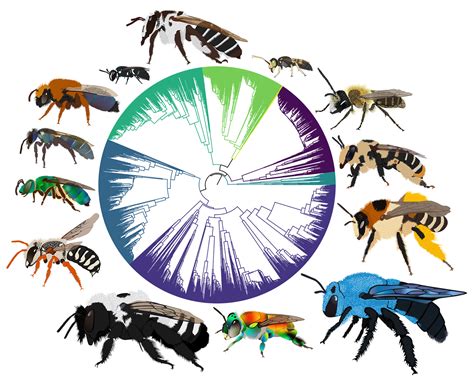 Beetree A Global Phylogeny Of Bees