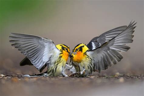 12 Award Winning Photos From The 2024 Audubon Bird Photography Awards