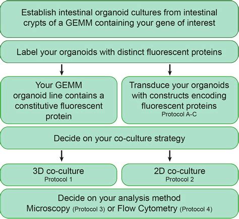 Workflow And Options For Co Cultures Using Intestinal Organoids Gemm
