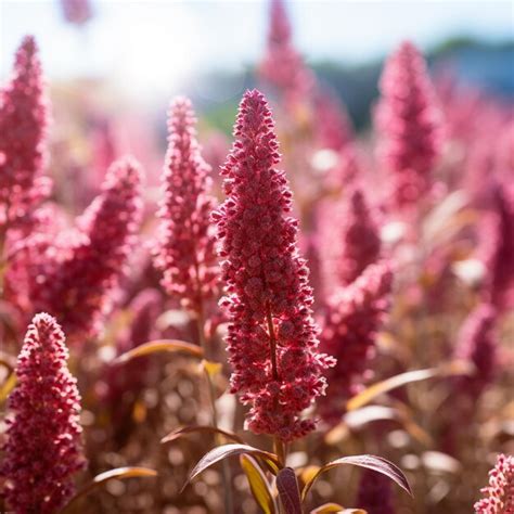 Premium Photo Quinoa Plants With Small Red Or Purple Flowers In The