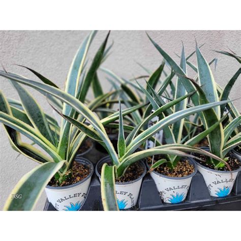 Mangave Snow Leopard 3 5 In Pot 1 Gallon Plantologyusa Indoor