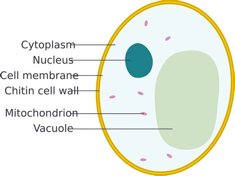 Yeast Diagram