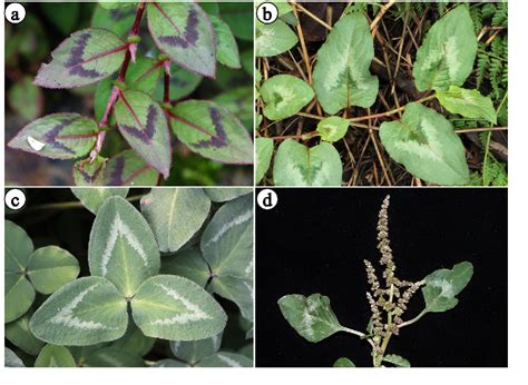 Figure 1 From A Revised Classification Of Leaf Variegation Types