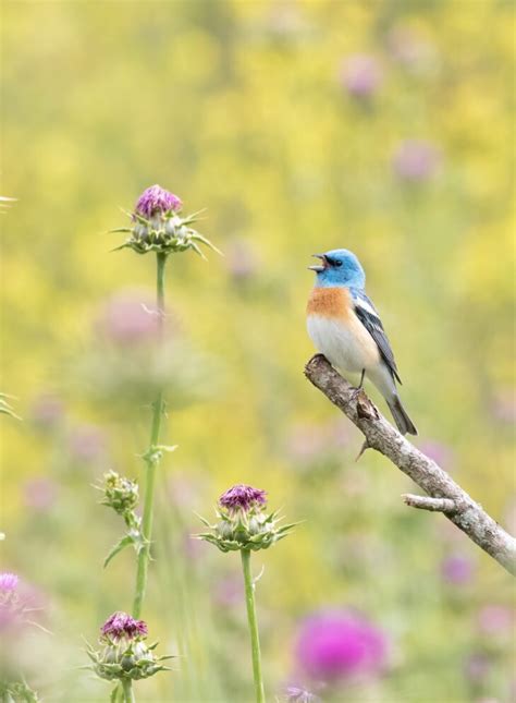 Lazuli Bunting Ndow