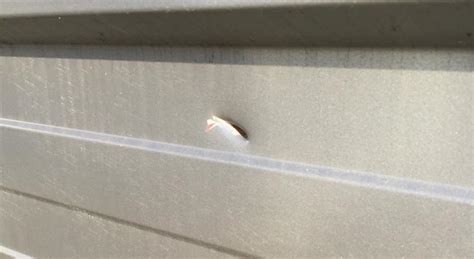 Isolated Cladding And Roofing Repairs In Tamworth Coverclad Services